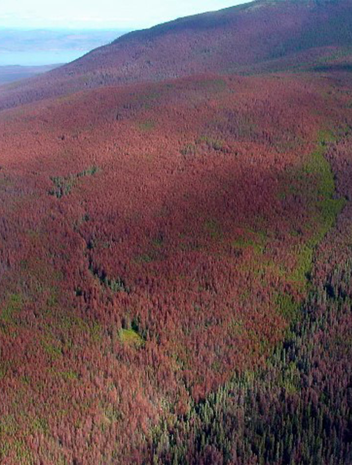 BC Interior Regional Fibre Supply Forecast - Forest Economic Advisors, LLC