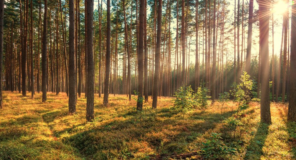 Conferences Overview - Forest Economic Advisors, LLC